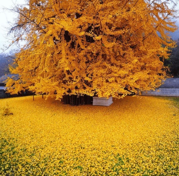 10 Seeds Very Rare Yellow Ginkgo Biloba Ginkgo Biloba | Etsy