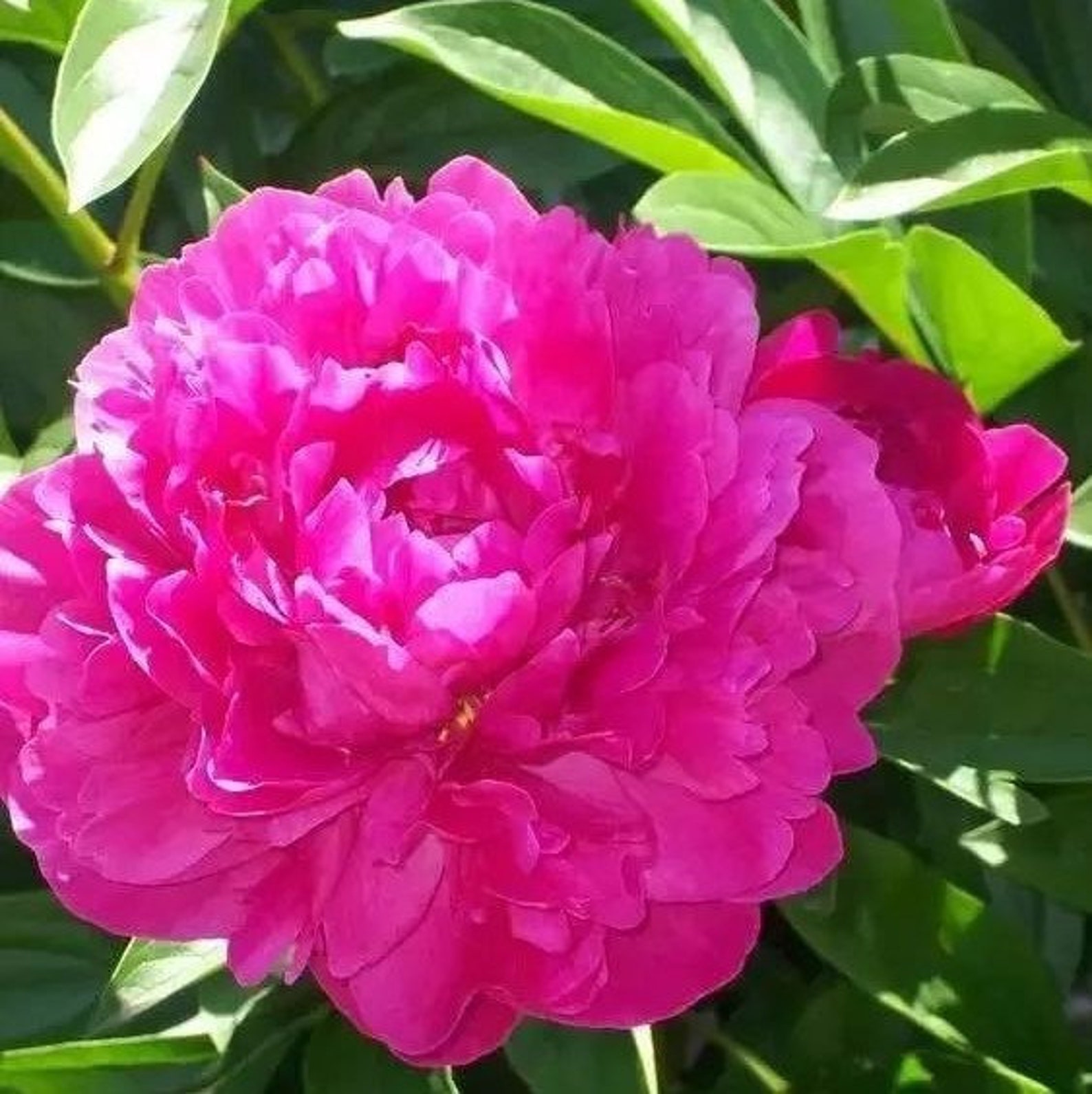 Multi-color Rare Peony Seeds, 10pcs/pack - Etsy