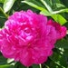 Multi-color Rare Peony Seeds, 10pcs/pack - Etsy