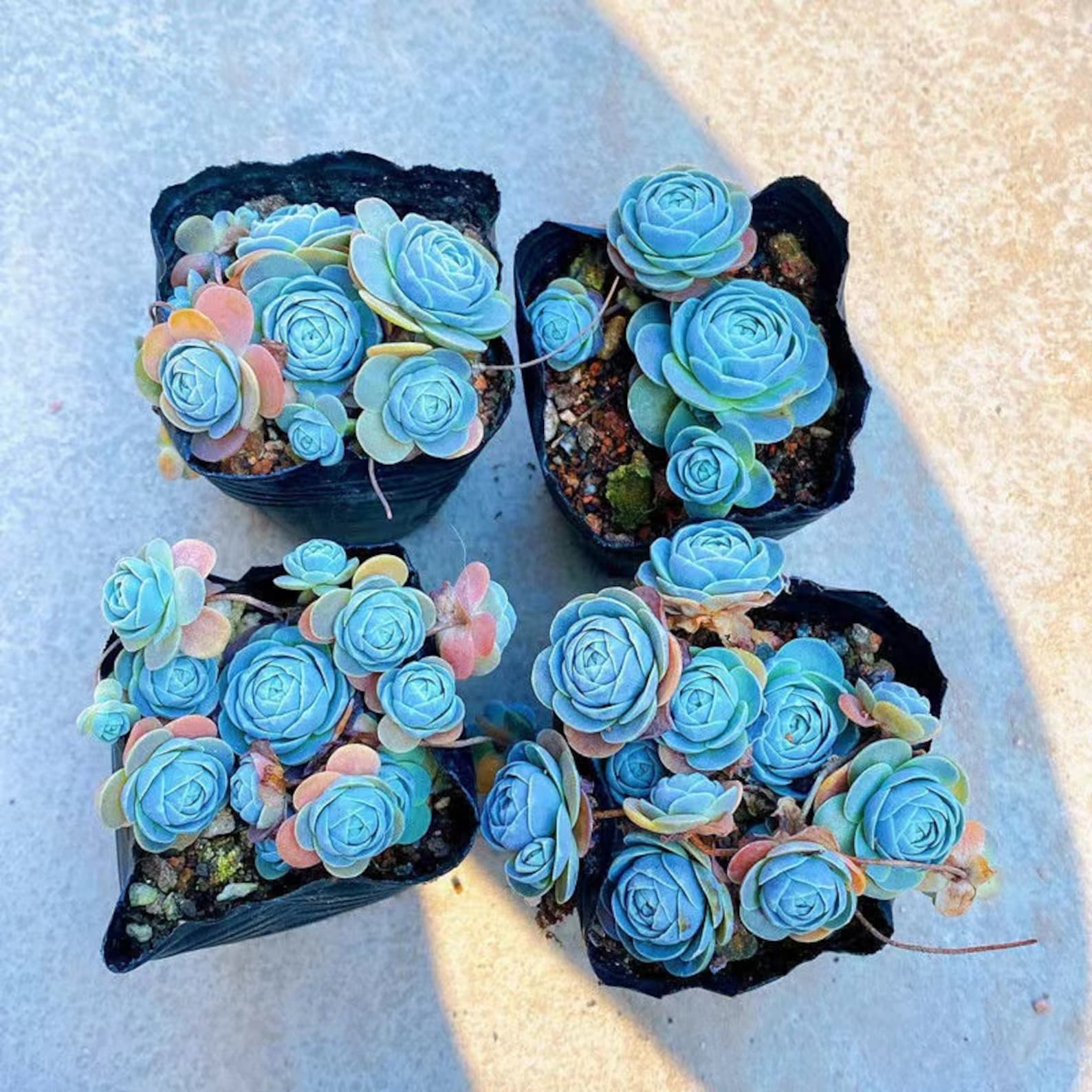 Blue Succulents Witchford Lithops Seeds 100pcs/pack - Etsy