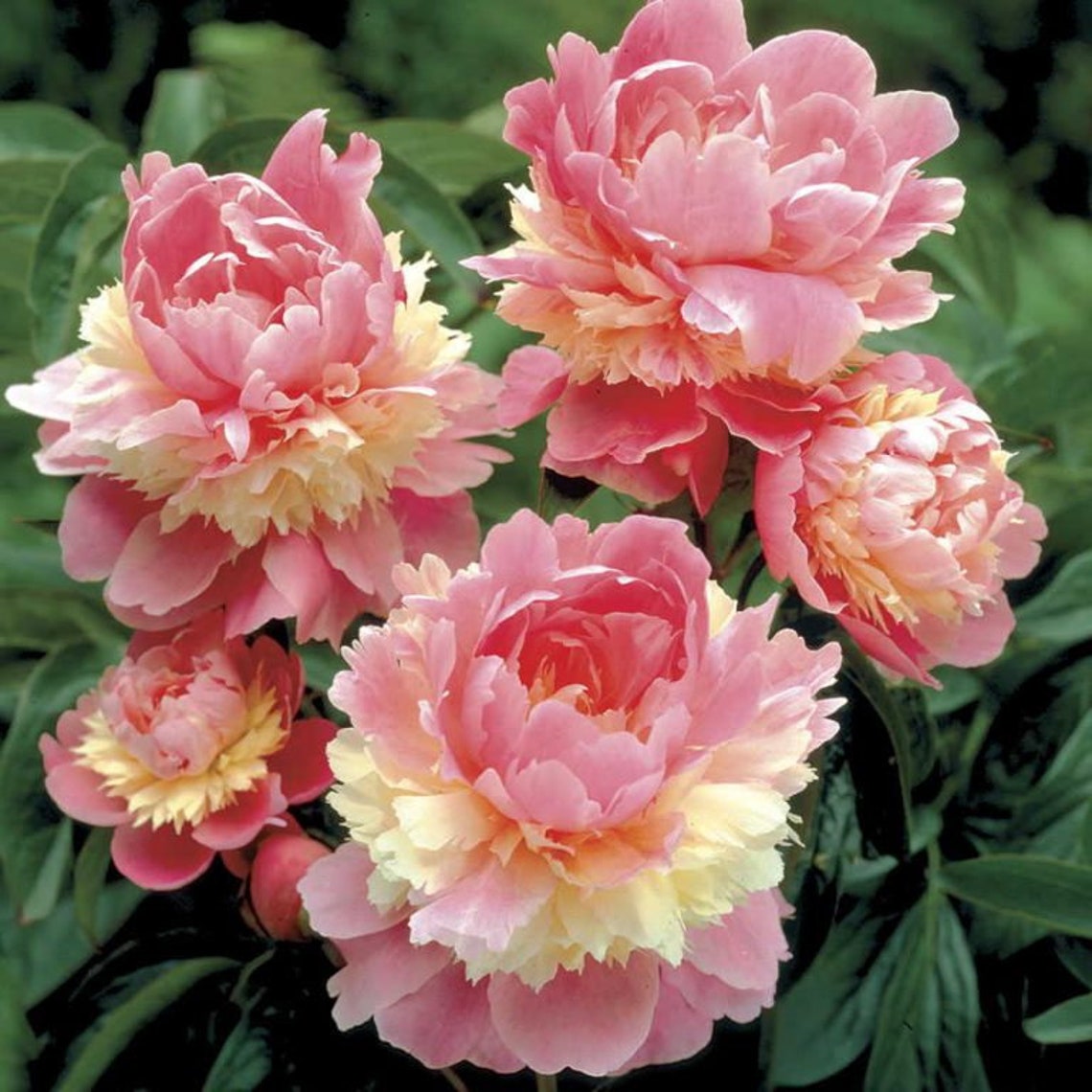 Multi-color Rare Peony Seeds 10pcs/pack - Etsy