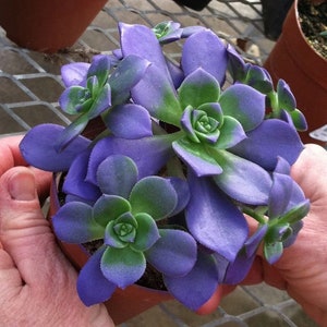 Blue Succulents Witchford Lithops Seeds, Cactus Seeds, 100pcs/pack - Etsy