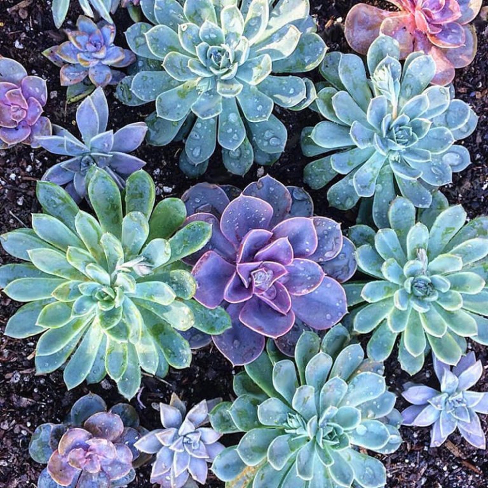 Blue Succulents Witchford Lithops Seeds, Cactus Seeds, 100pcs/pack - Etsy