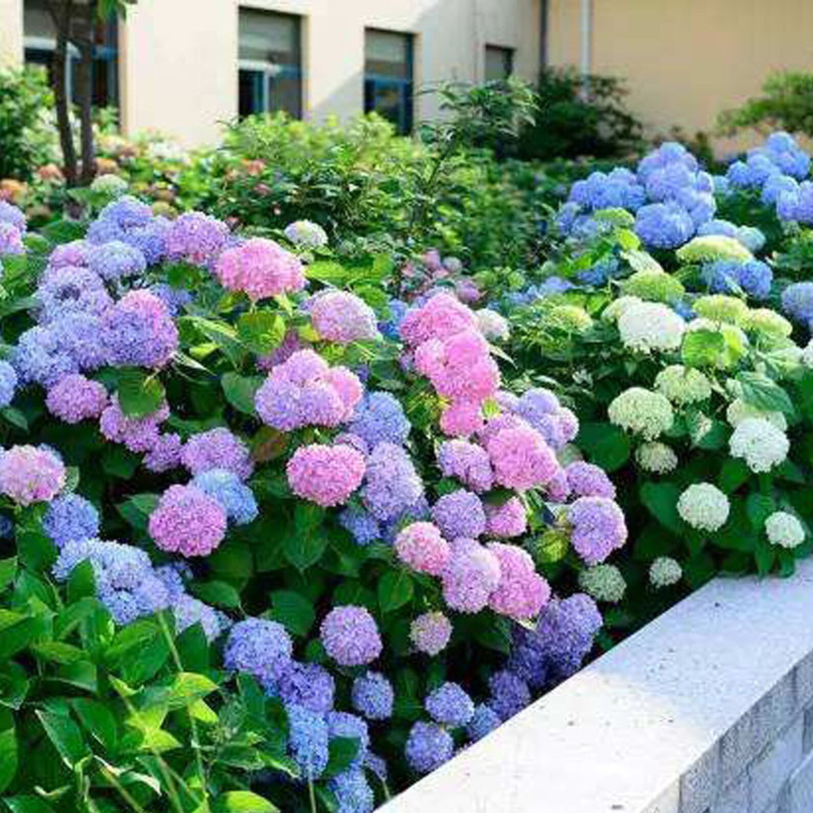 30 Mixed Blue Hydrangea Seeds Giant Snowball Fast Growing - Etsy