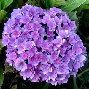 30 Mixed Blue Hydrangea Seeds Giant Snowball Fast Growing Flower - Etsy