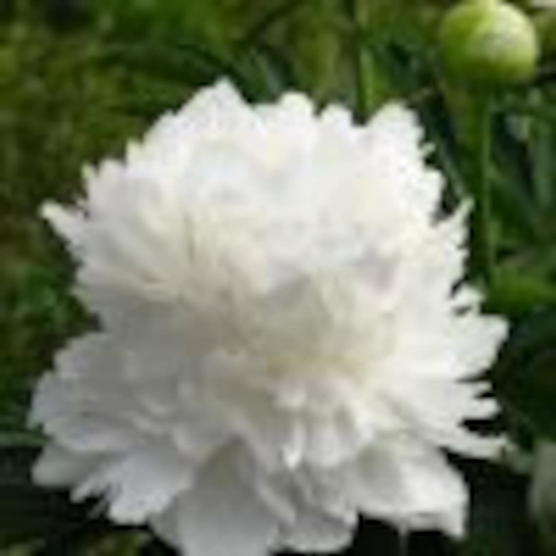 Multi-color Rare Peony Seeds, 10pcs/pack - Etsy