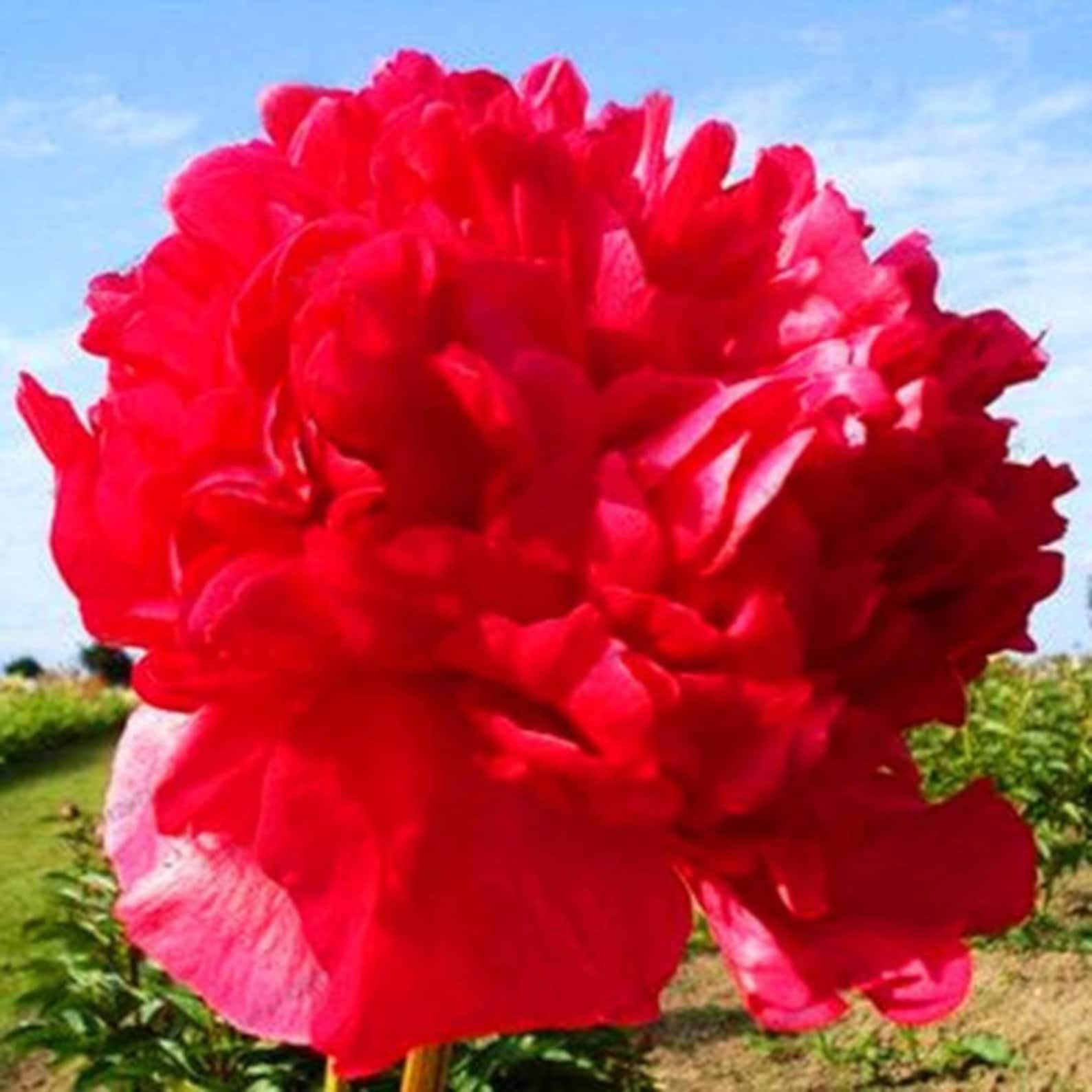 Multi-color Rare Peony Seeds 10pcs/pack - Etsy