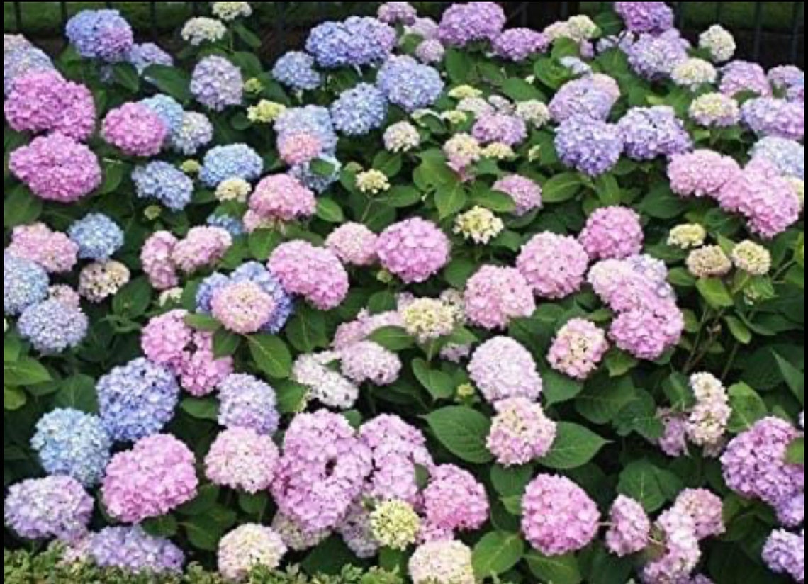 30 Mixed Blue Hydrangea Seeds Giant Snowball Fast Growing - Etsy
