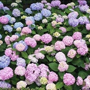 30 Mixed Blue Hydrangea Seeds Giant Snowball Fast Growing Flower - Etsy