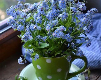 30 Mixed Blue Hydrangea Seeds Giant Snowball Fast Growing - Etsy