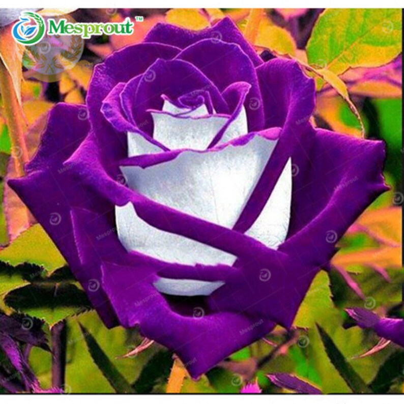 100pcs/pack Multi-color Rose Seeds Double Petal Rose - Etsy