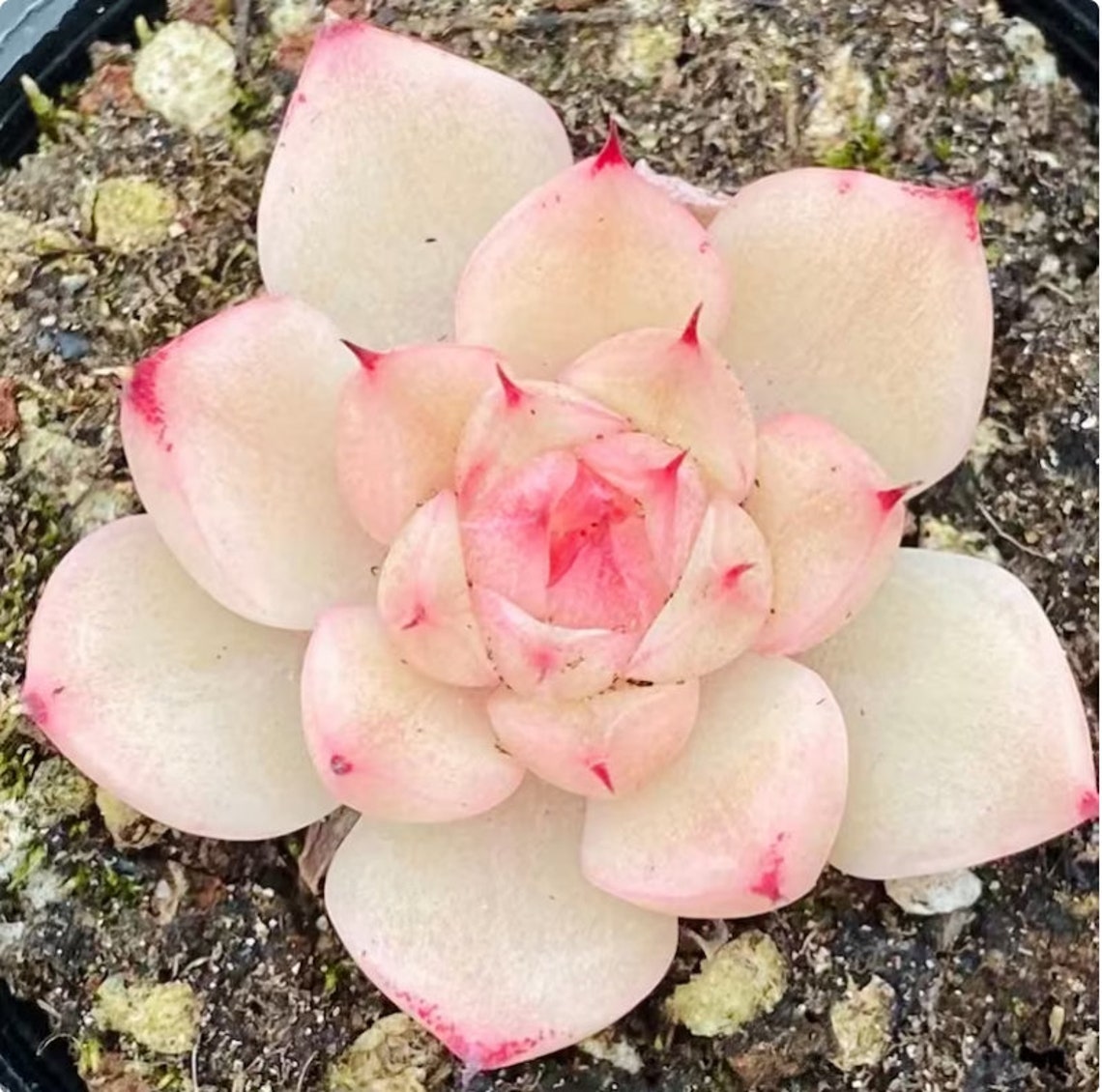 Pink Mixed Succulent Seeds, 100seeds/pack - Etsy