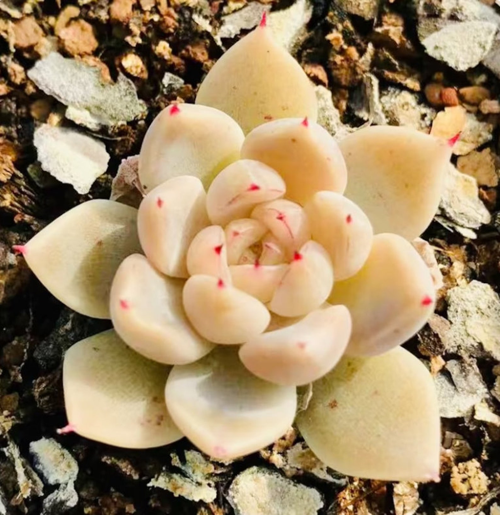 Pink Mixed Succulent Seeds, 100seeds/pack - Etsy