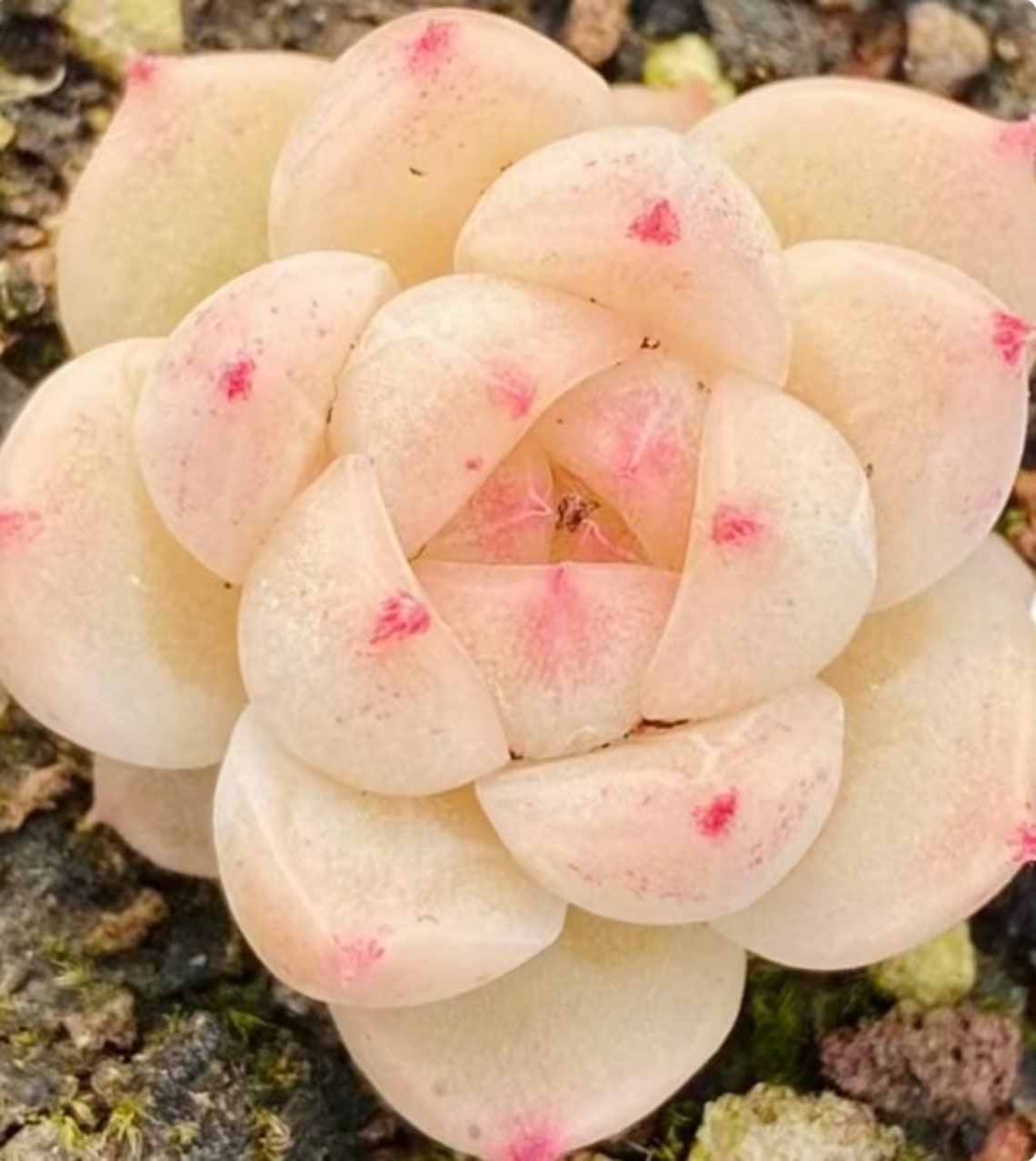 Pink Mixed Succulent Seeds 100seeds/pack - Etsy