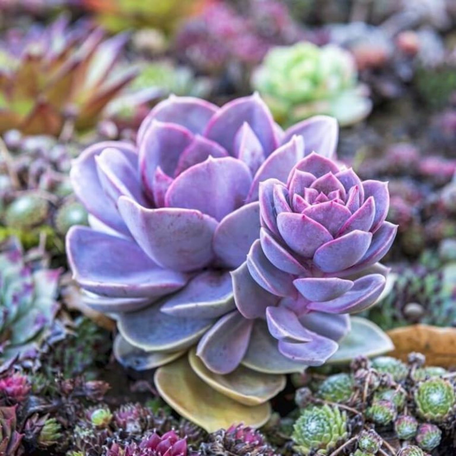 Blue Succulents Witchford Lithops Seeds, Cactus Seeds, 100pcs/pack - Etsy