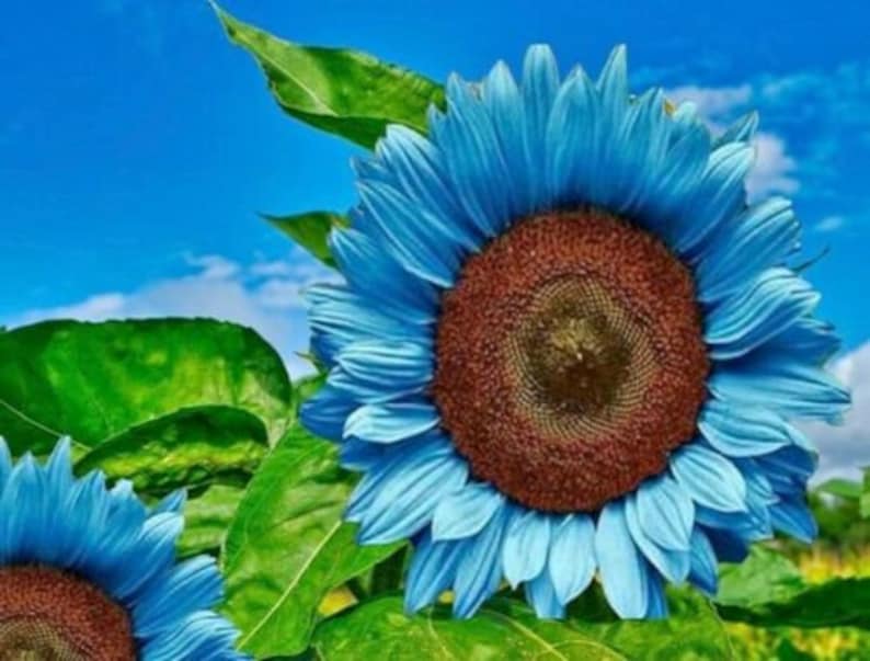 100pcs Blue Sunflower Seeds Plants Garden Plants Bonsai Rare Flower ...