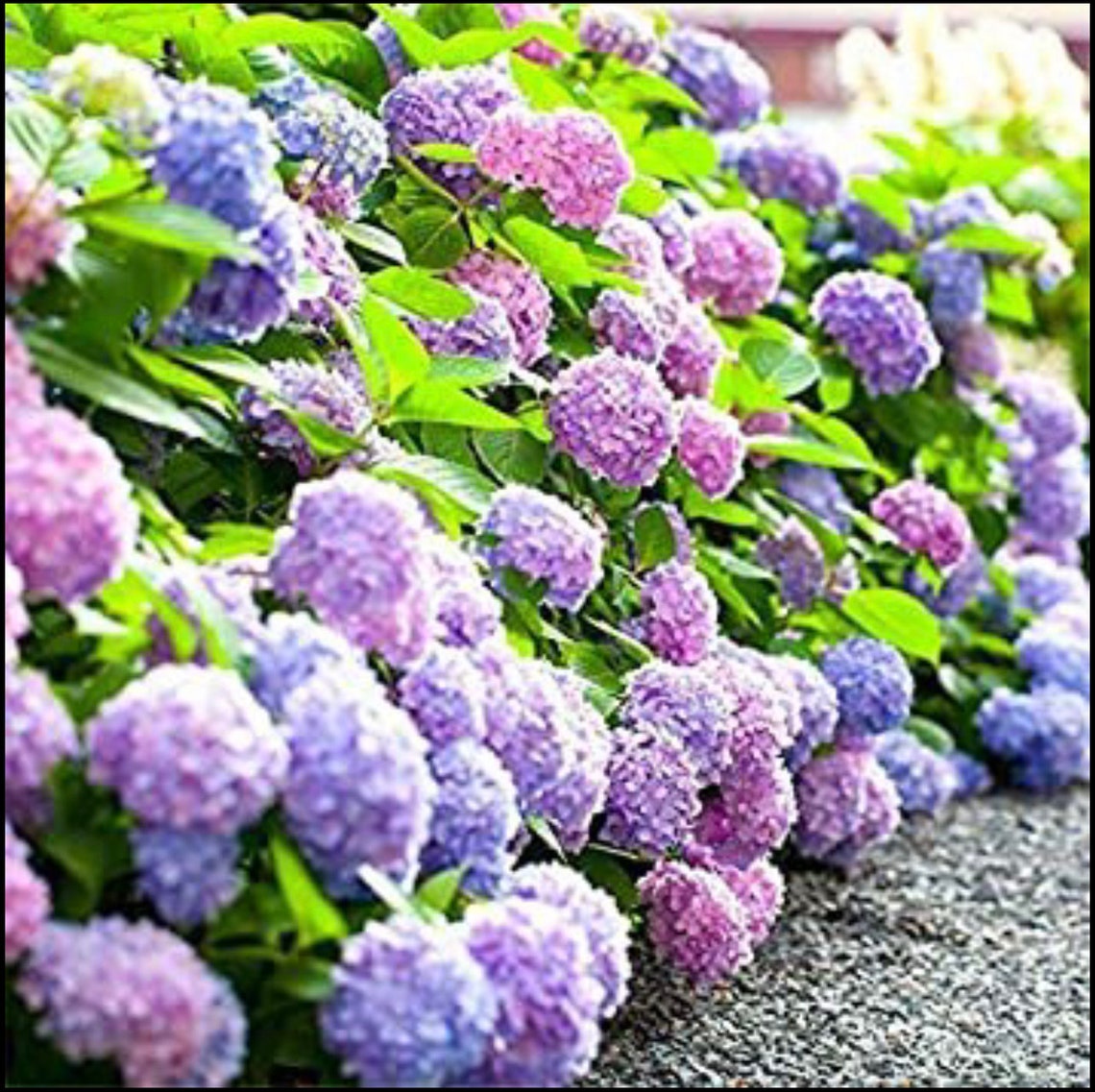 30 Mixed Blue Hydrangea Seeds Giant Snowball Fast Growing - Etsy