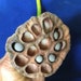 15pcs/pack Lotus Flower Seeds, Water Lily Seeds - Etsy
