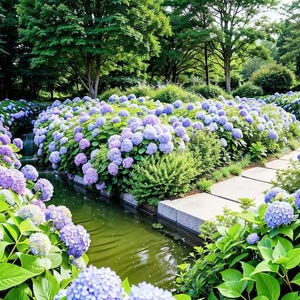30 Mixed Blue Hydrangea Seeds Giant Snowball Fast Growing Flower - Etsy