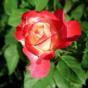 100pcs/pack Multi-color Rose Seeds, Double Petal Rose, - Etsy