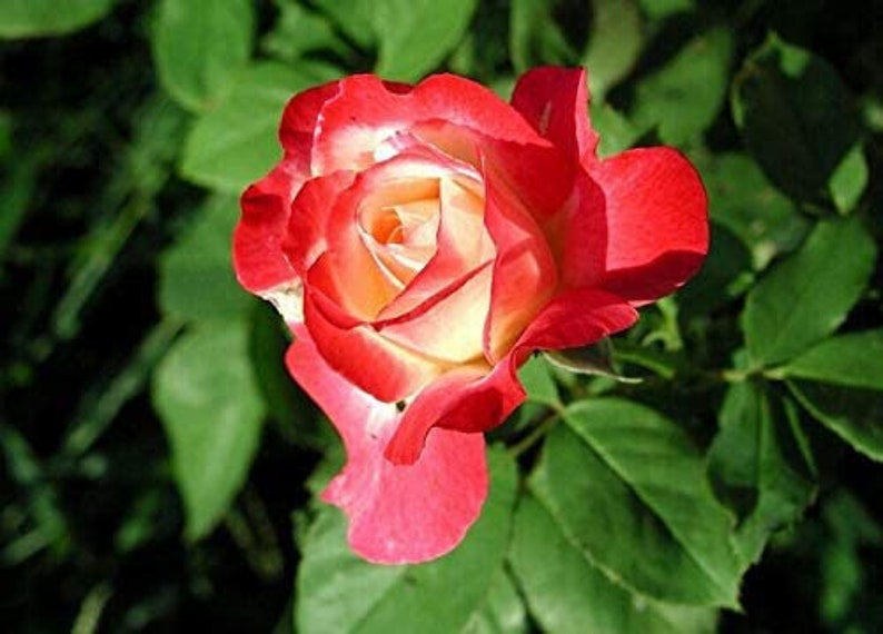 100pcs/pack Multi-color Rose Seeds Double Petal Rose - Etsy