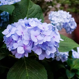 30 Mixed Blue Hydrangea Seeds Giant Snowball Fast Growing Flower - Etsy