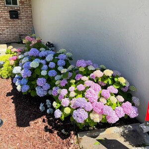 30 Mixed Blue Hydrangea Seeds Giant Snowball Fast Growing Flower - Etsy