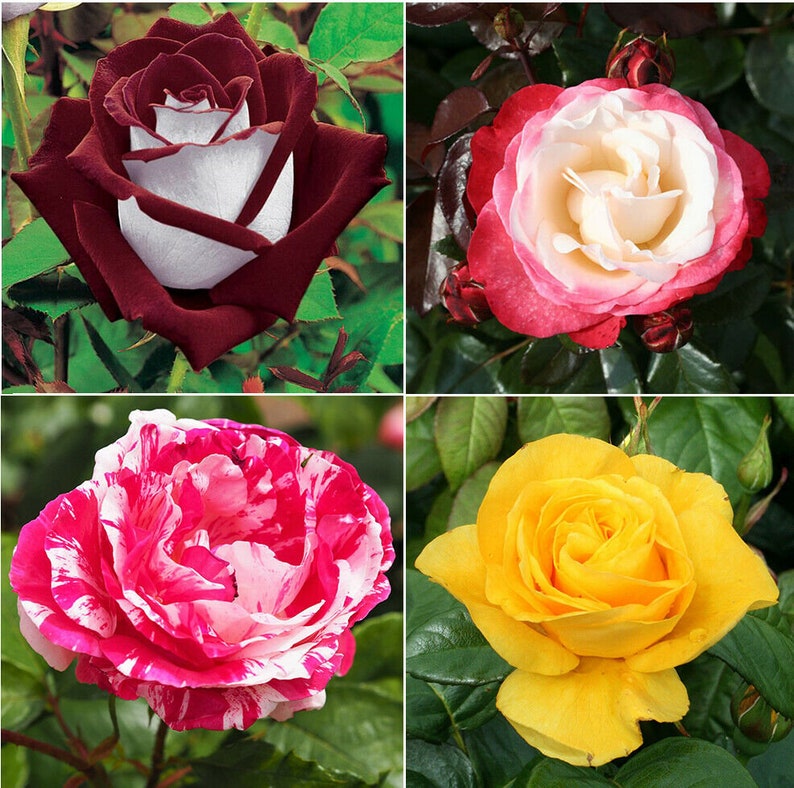 100pcs/pack Multi-color Rose Seeds Double Petal Rose - Etsy