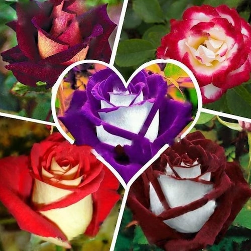 100pcs/pack Multi-color Rose Seeds Double Petal Rose - Etsy