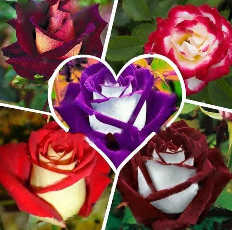 100pcs/pack Multi-color Rose Seeds Double Petal Rose - Etsy