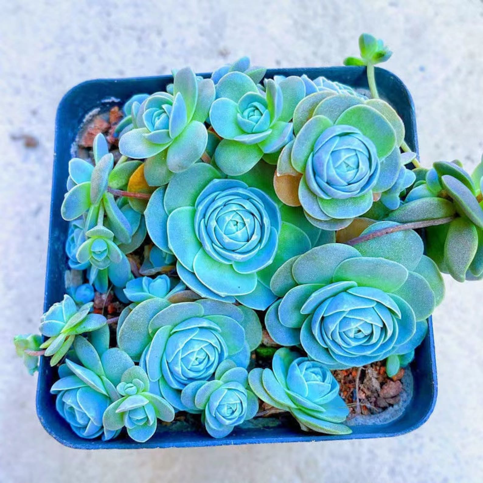 Blue Succulents Witchford Lithops Seeds 100pcs/pack - Etsy