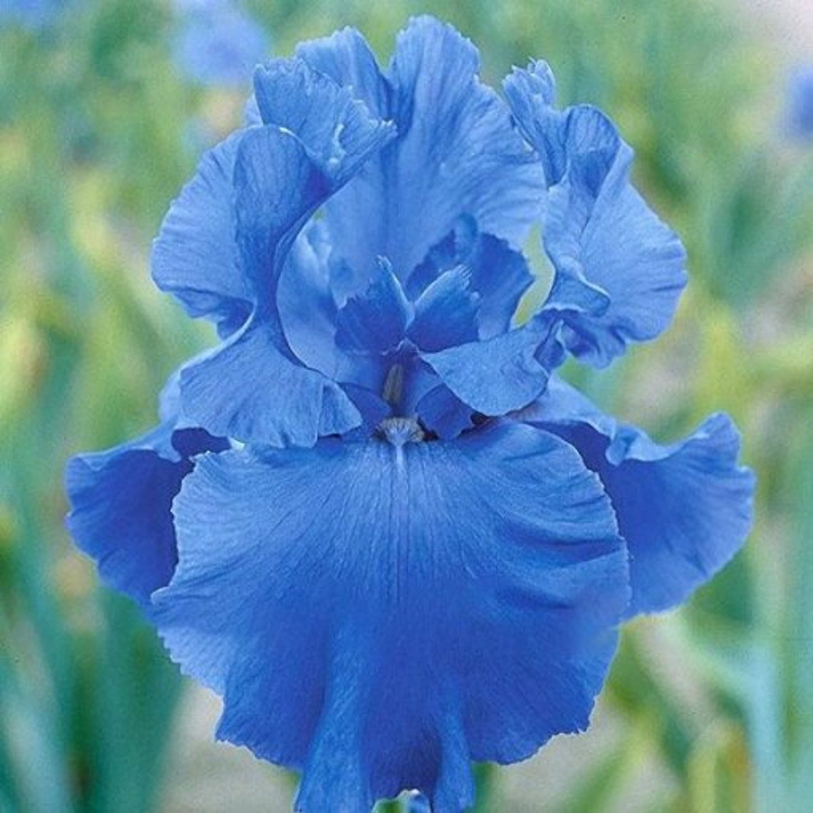 Multi-varieties Iris Seeds Heirloom Iris 25pcs/pack - Etsy