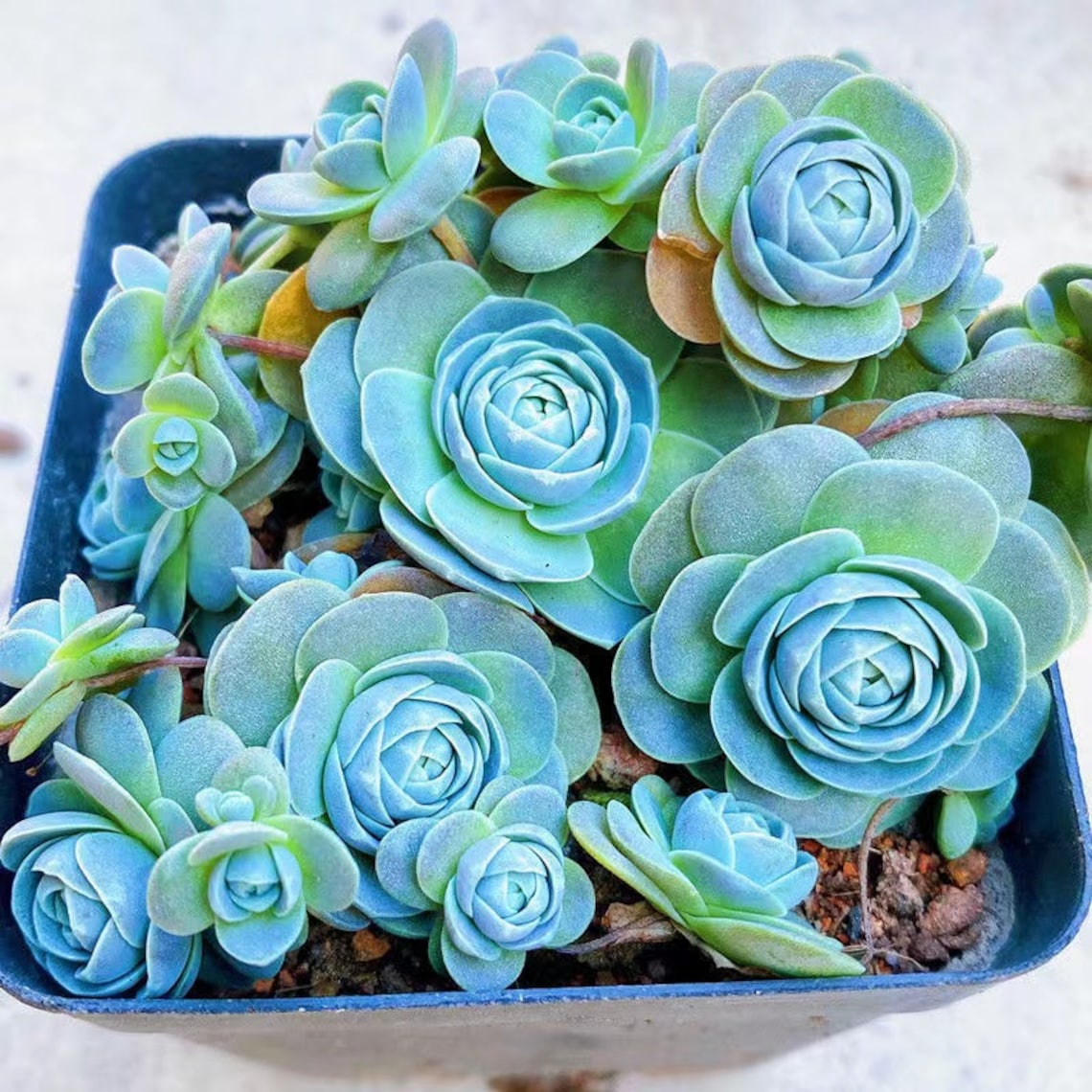 Blue Succulents Witchford Lithops Seeds 100pcs/pack - Etsy