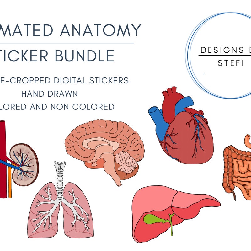 Human Anatomy Stickers - Etsy