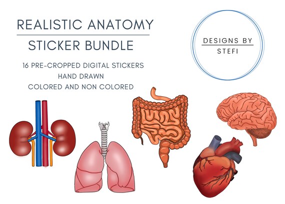 Realistic Human Anatomy Biology and Nursing Digital Sticker - Etsy