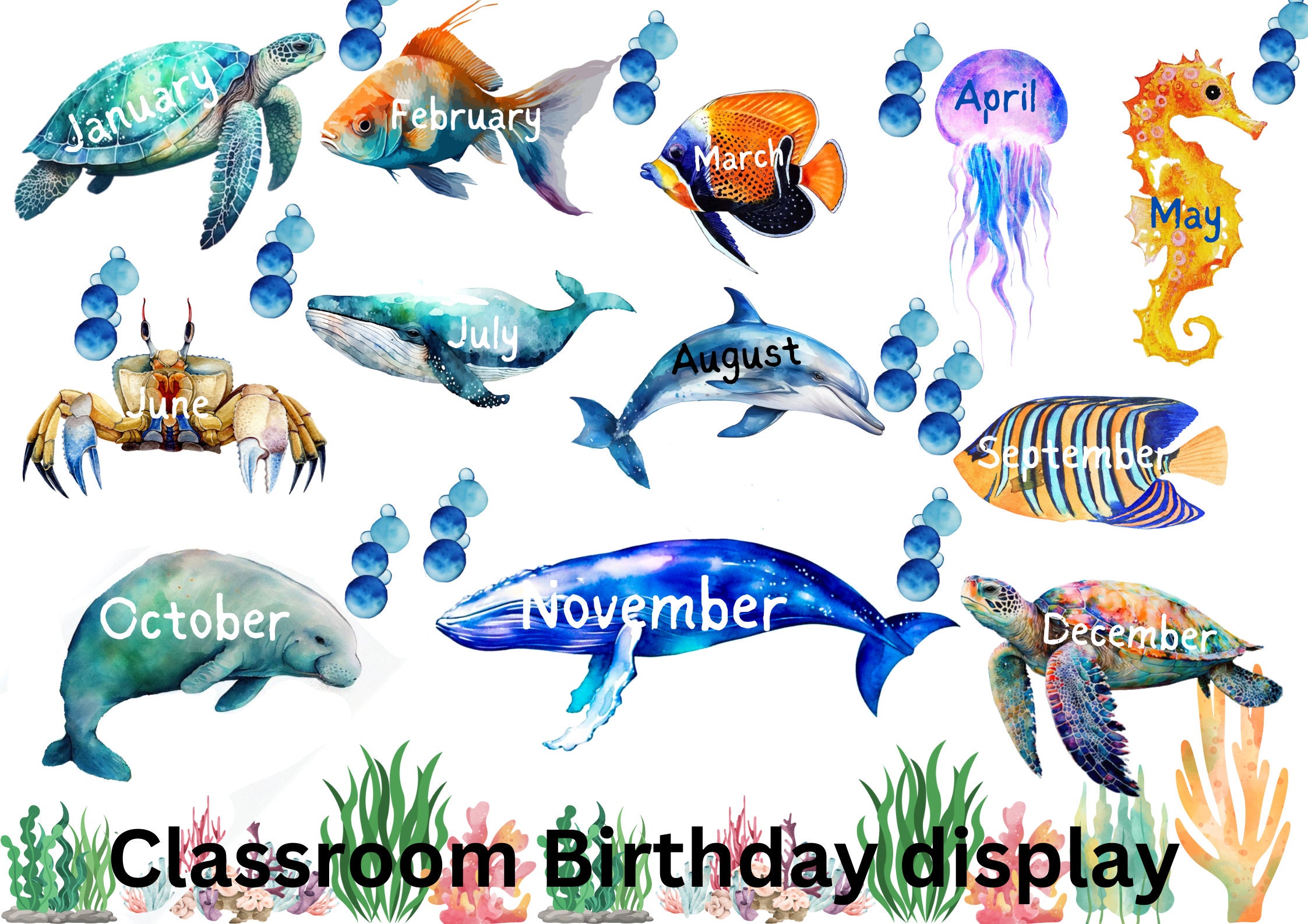 Sea Animals Birthday Display for Classroom, Sealife Student Birthday ...