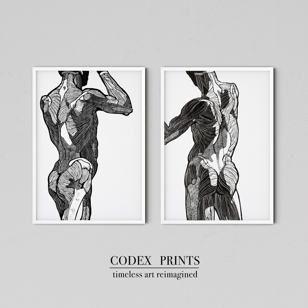 Set of 2 Anatomical Prints,vintage Male Anatomy Illustration, Black and ...