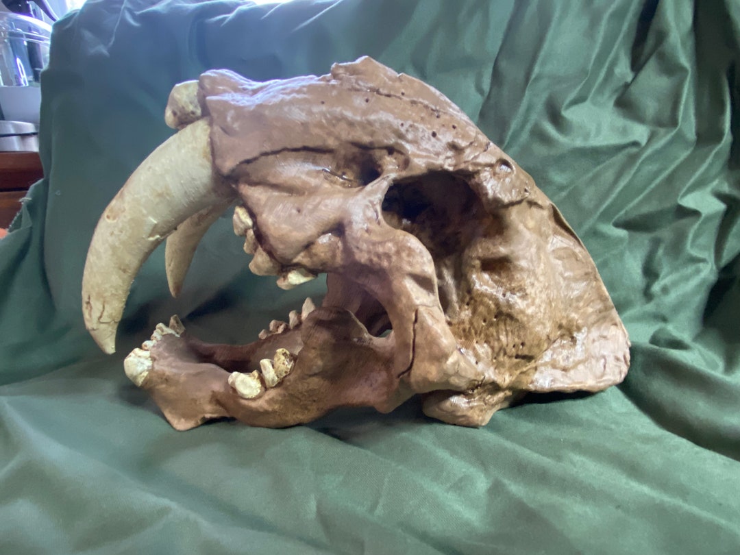 Smilodon Fossil Replica - Etsy