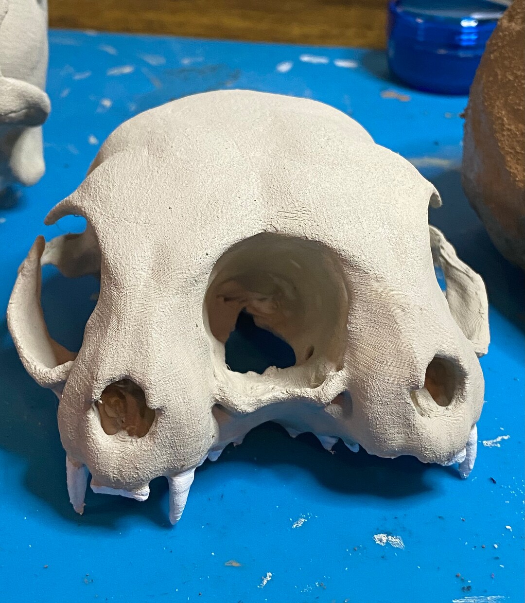 Conjoined Cat Skull - Etsy