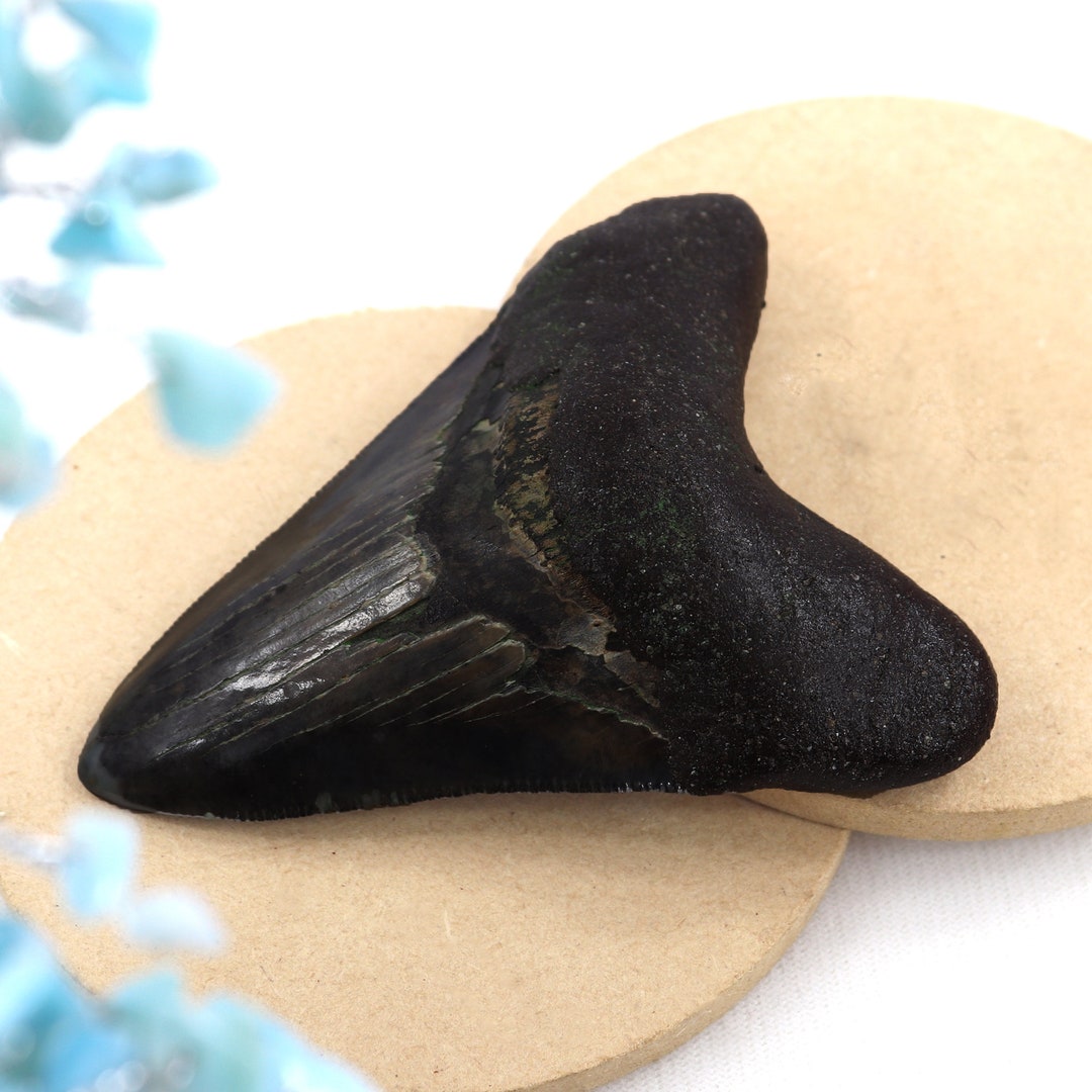 Best Megalodon Shark Teeth Stone, Real Fossil Shark Tooth Unique ...