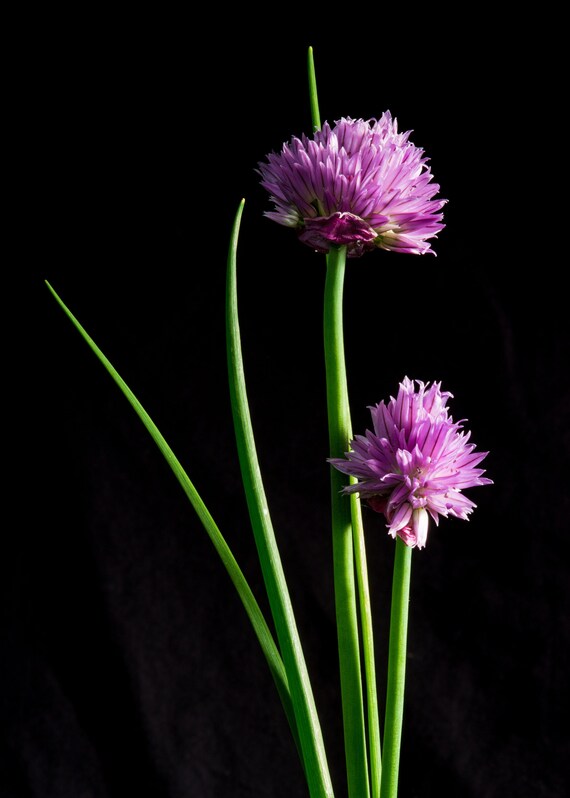 Chive Flower Allium Flower Art Photography Wall Art Focus - Etsy