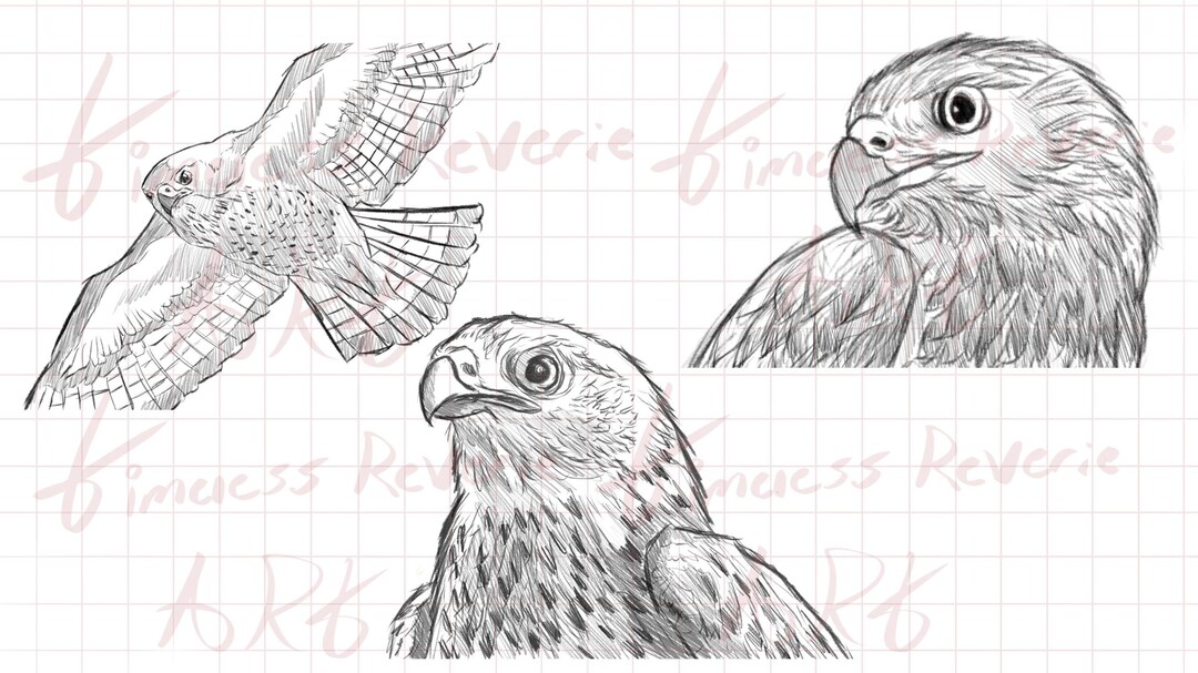 Falcon Sketches: Digital Art Print Bundle | Nature Wildlife Wall Art ...