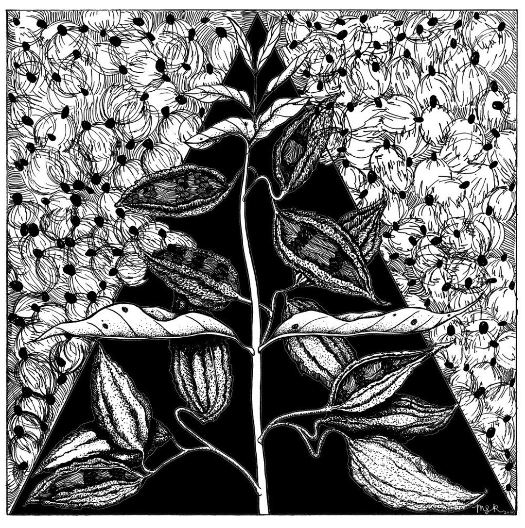 Milkweed Illustration - Etsy