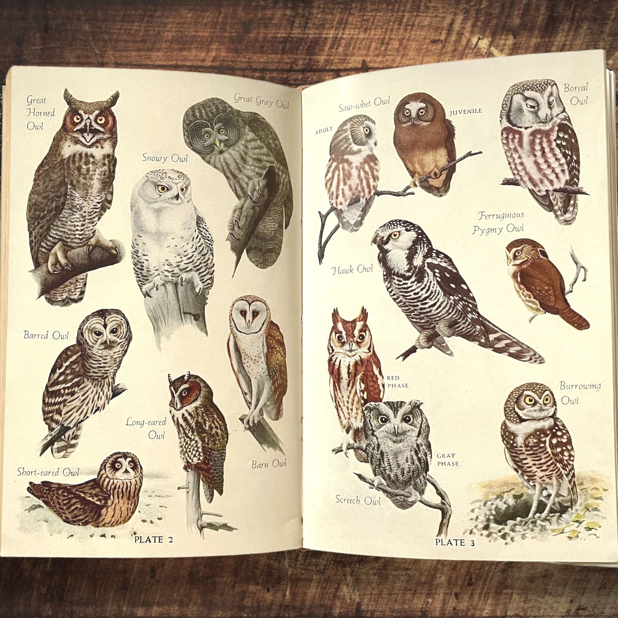 Audubon Bird Guide Eastern Land Birds 1946 Richard Pough - Etsy