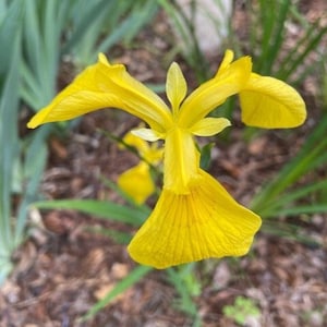 3 Iris Pseudacorus, Yellow Flag Rhizomes, Japanese - Etsy