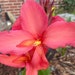 Dwarf Pink Magic Canna Lily per Plant, Rhizome - Etsy