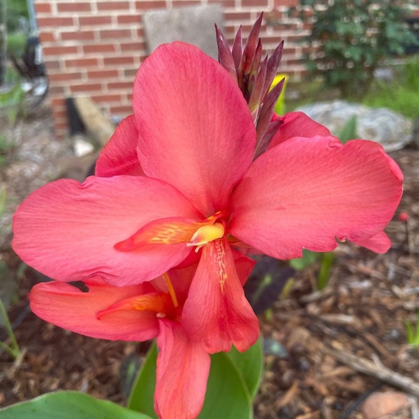 Pink Canna Lily - Etsy