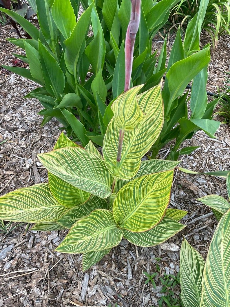Pretoria Bengal Tiger Canna Lily Tropicanna Gold per Rhizome - Etsy