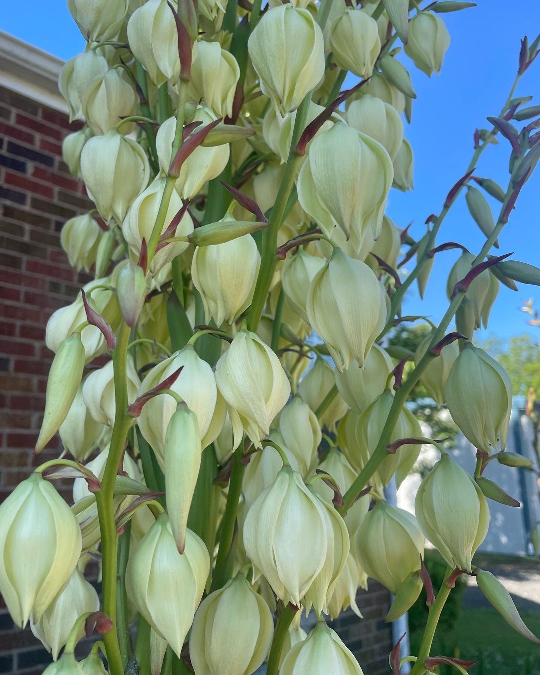 Yucca Adam's Needle Perennial Plant Medium - Etsy