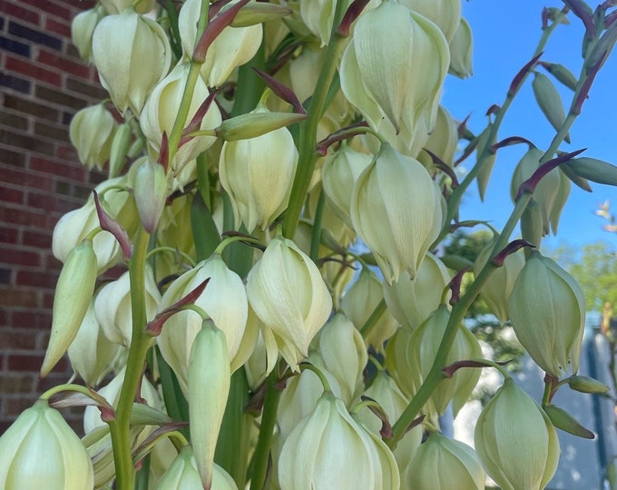 Yucca Adam's Needle Perennial Plant Medium - Etsy